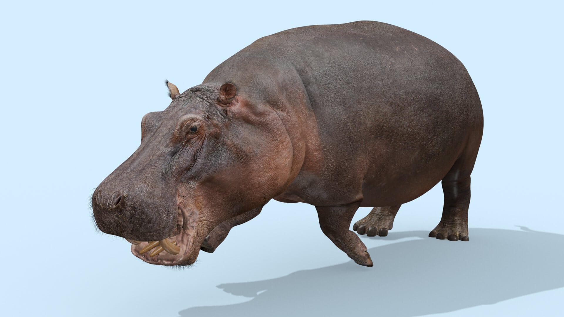 Wild Hippo 8K - 3D Model by Virtual creator