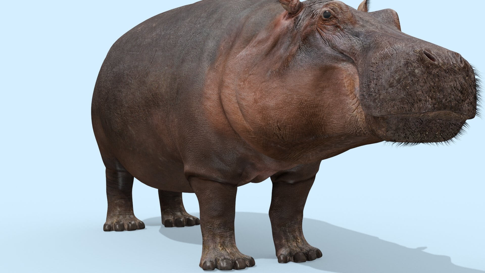 Wild Hippo 8K - 3D Model by Virtual creator