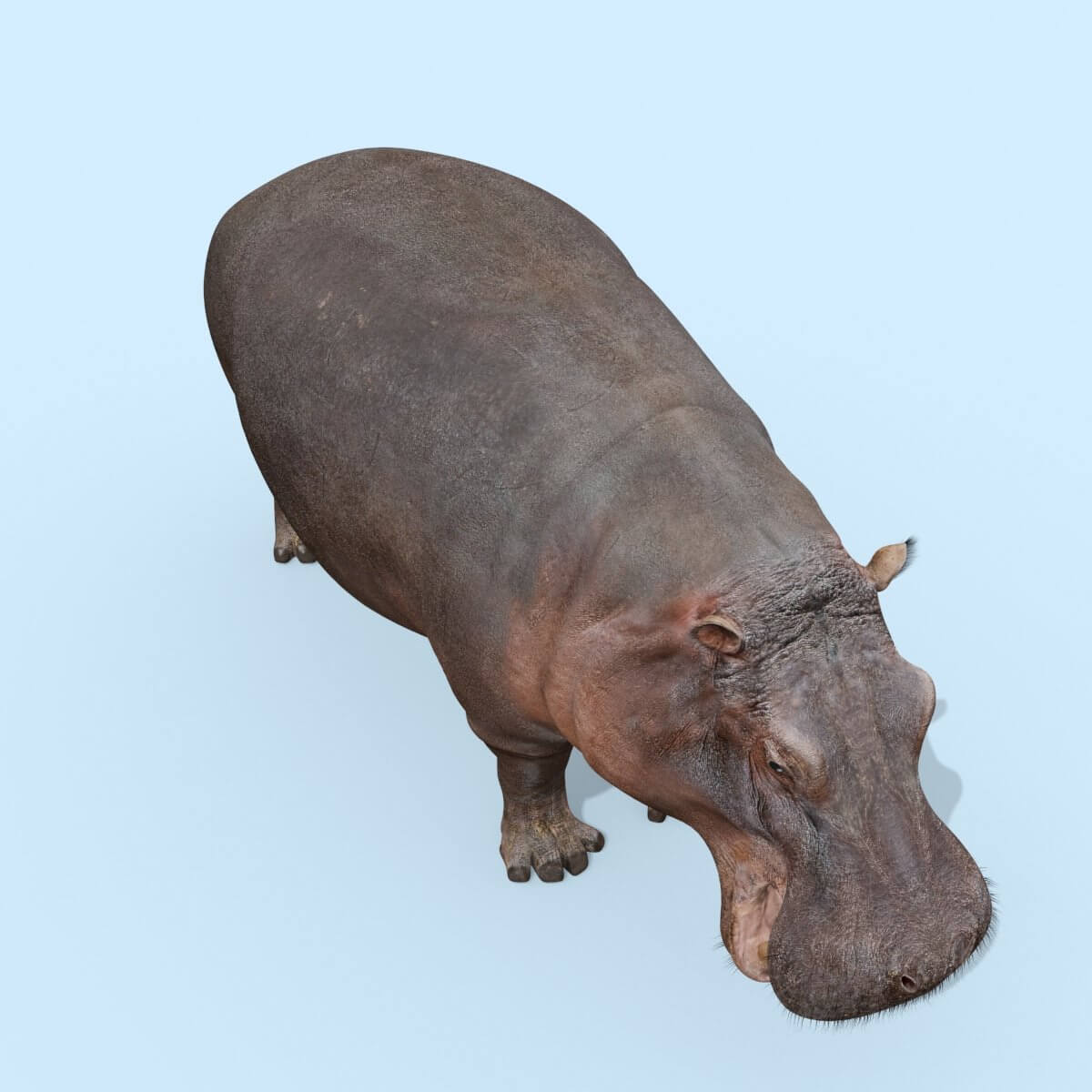 Wild Hippo 8K - 3D Model by Virtual creator