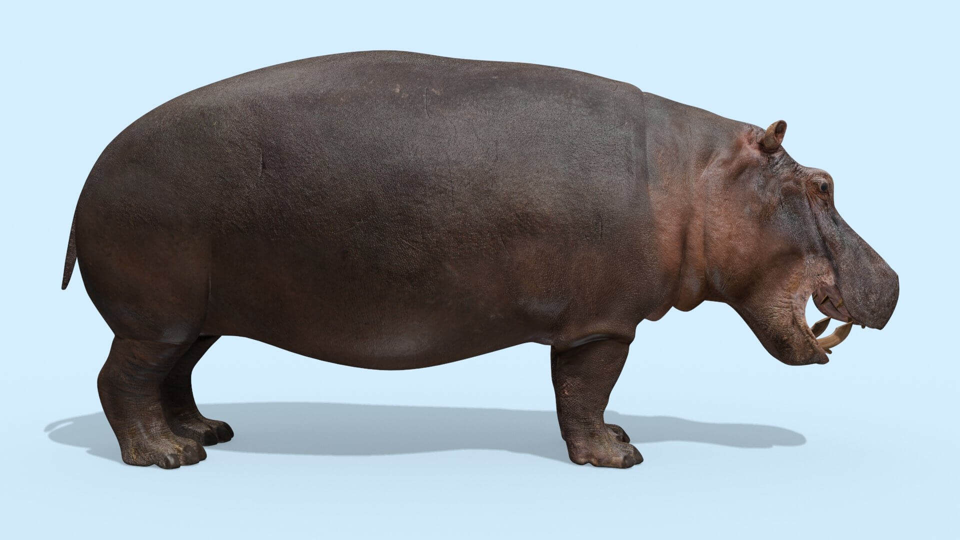 Wild Hippo 8K - 3D Model by Virtual creator