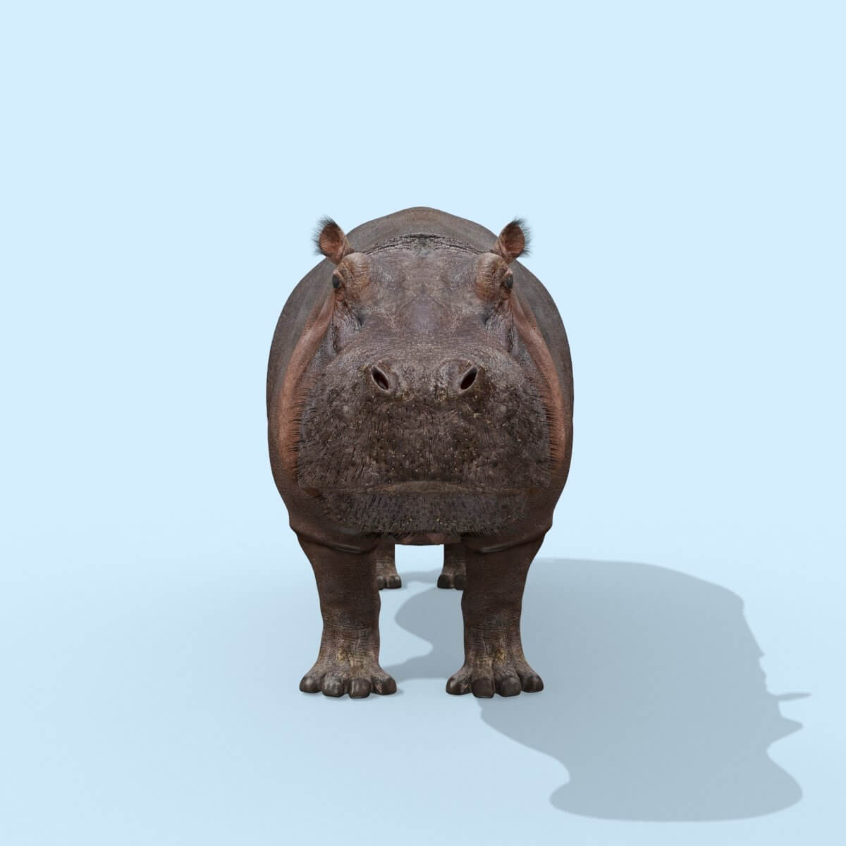Wild Hippo 8K - 3D Model by Virtual creator