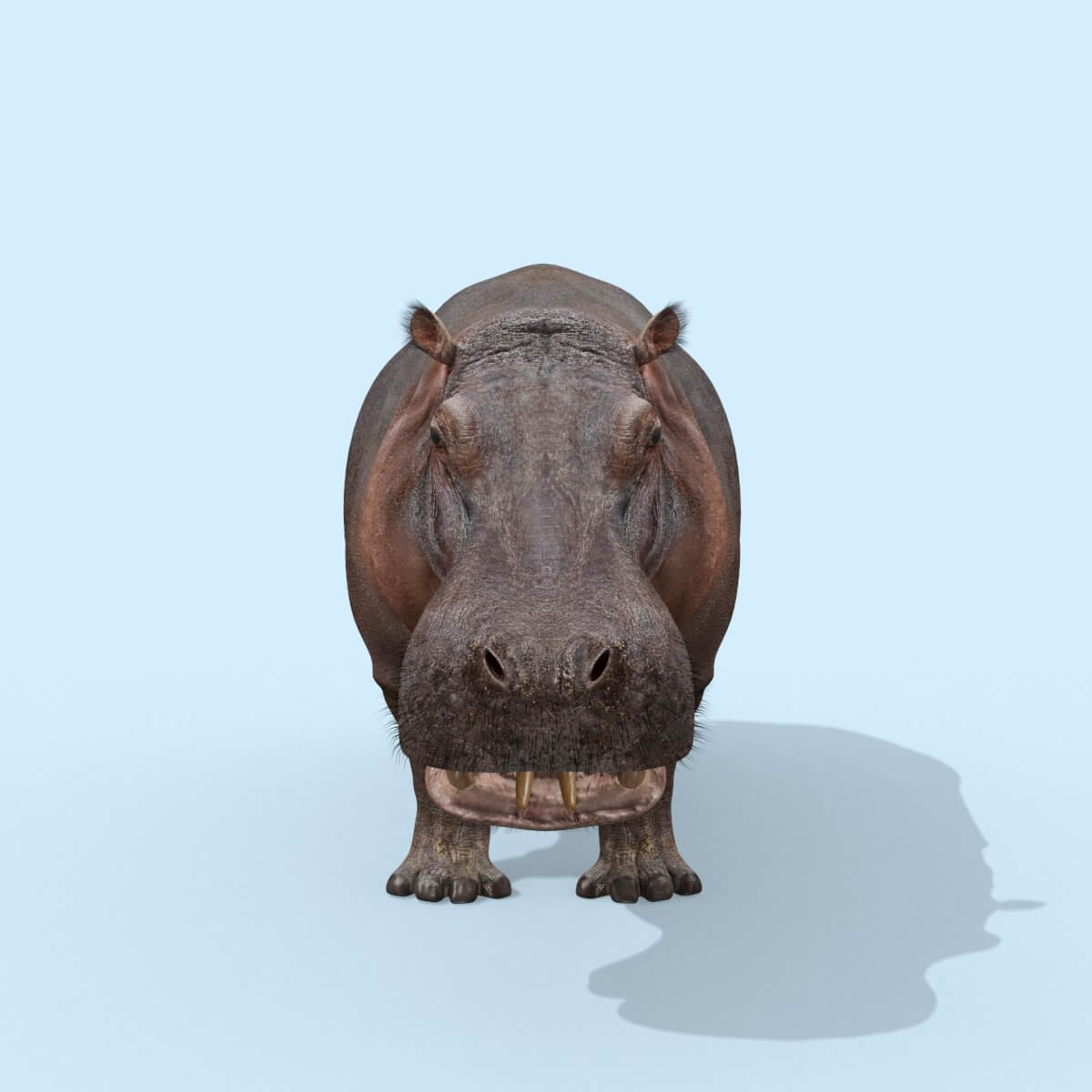 Wild Hippo 8K - 3D Model by Virtual creator