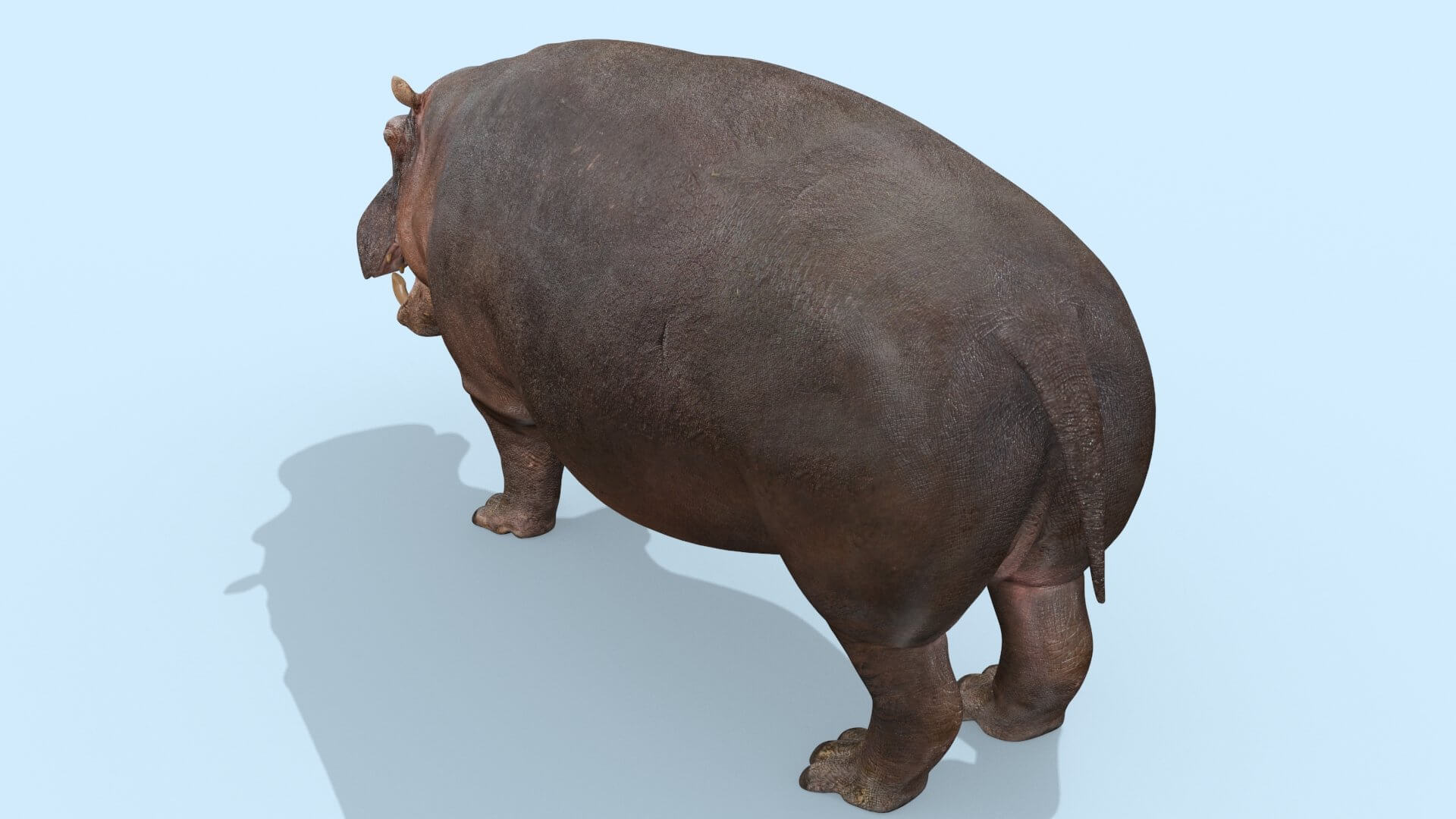 Wild Hippo 8K - 3D Model by Virtual creator