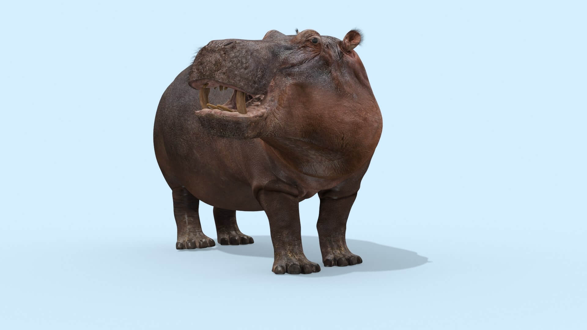 Wild Hippo 8K - 3D Model by Virtual creator