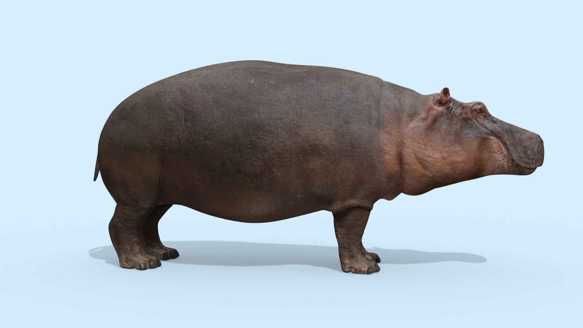 Wild Hippo 8K - 3D Model by Virtual creator