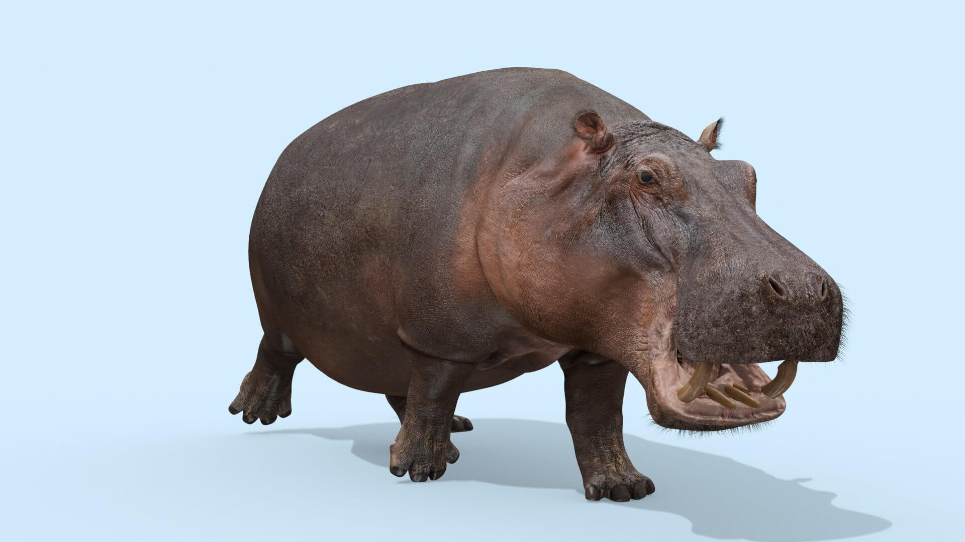 Wild Hippo 8K - 3D Model by Virtual creator