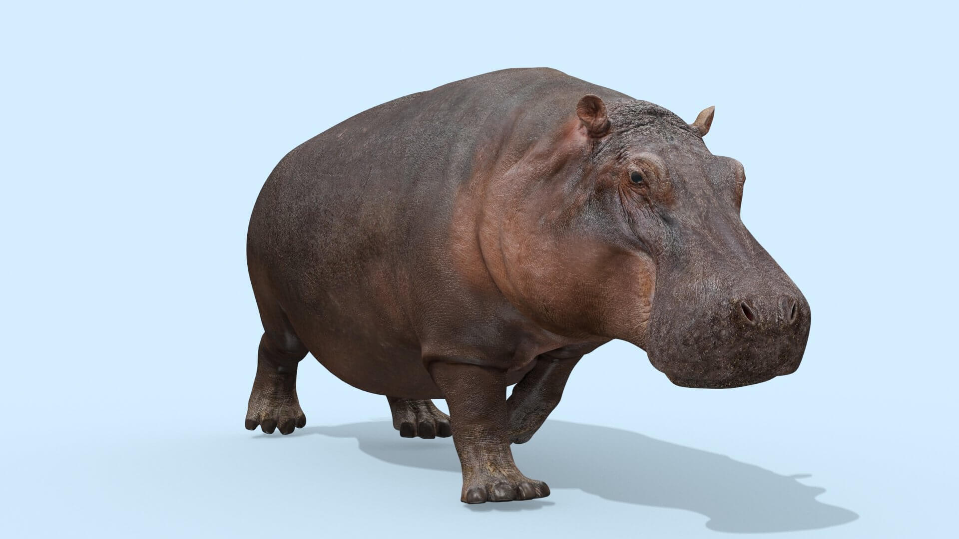 Wild Hippo 8K - 3D Model by Virtual creator