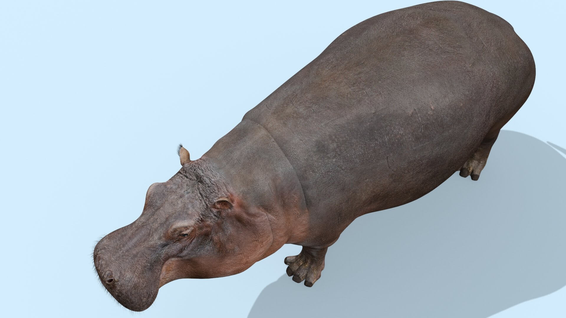 Wild Hippo 8K - 3D Model by Virtual creator