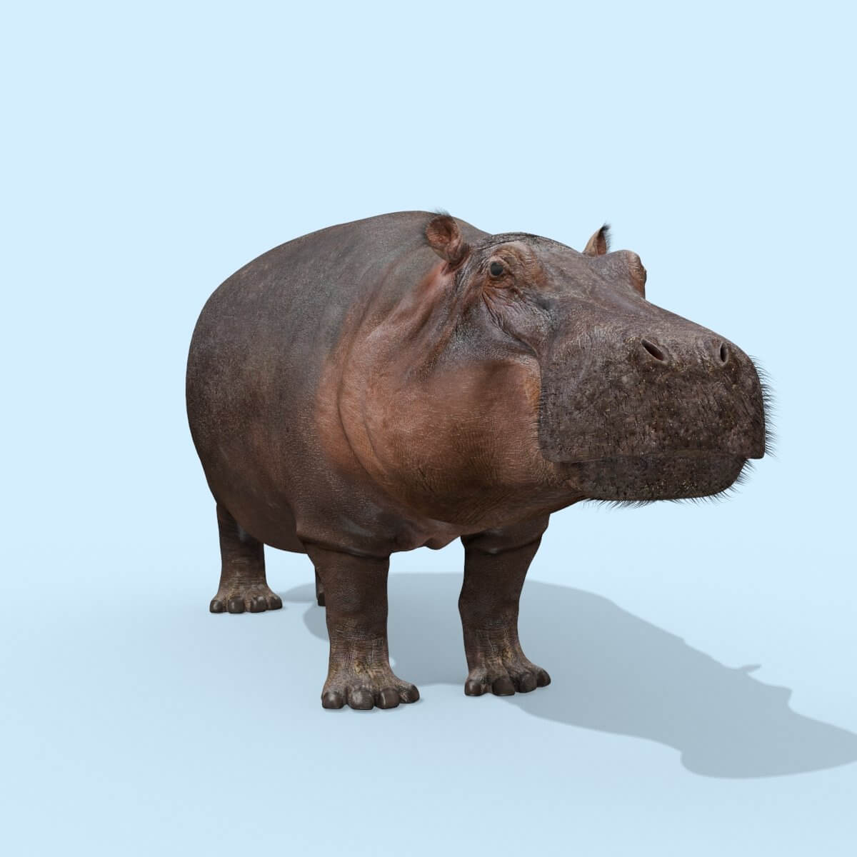 Wild Hippo 8K - 3D Model by Virtual creator