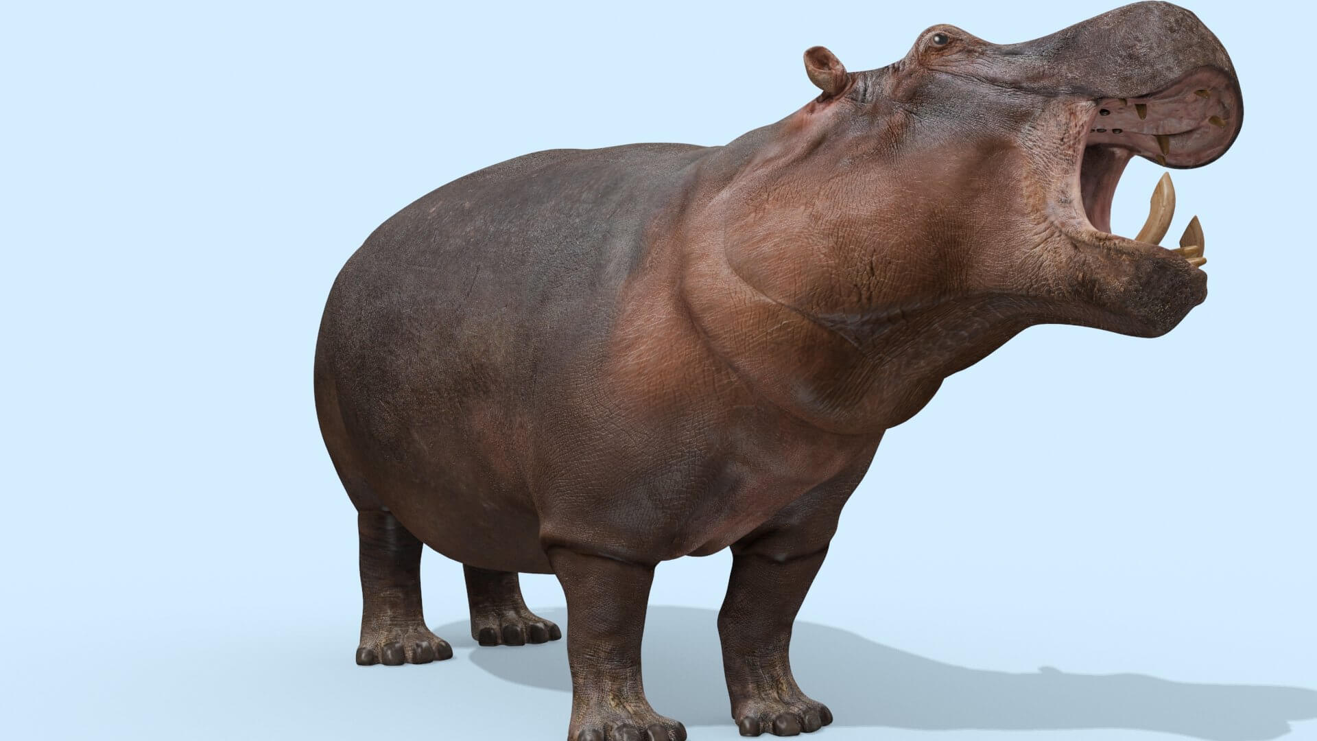Wild Hippo 8K - 3D Model by Virtual creator