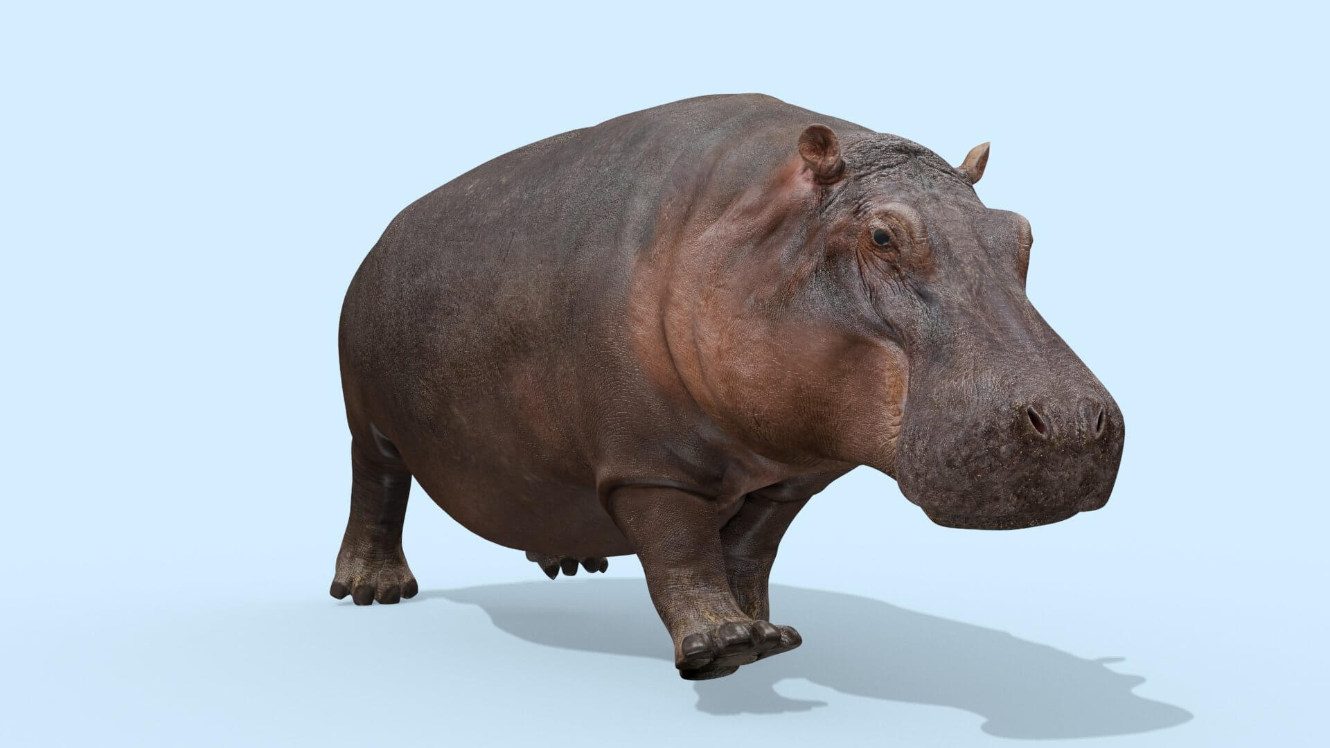 Wild Hippo 8K - 3D Model by Virtual creator
