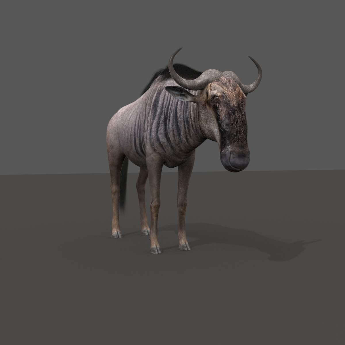 Wildebeest PRO - 3D Model by Virtual creator