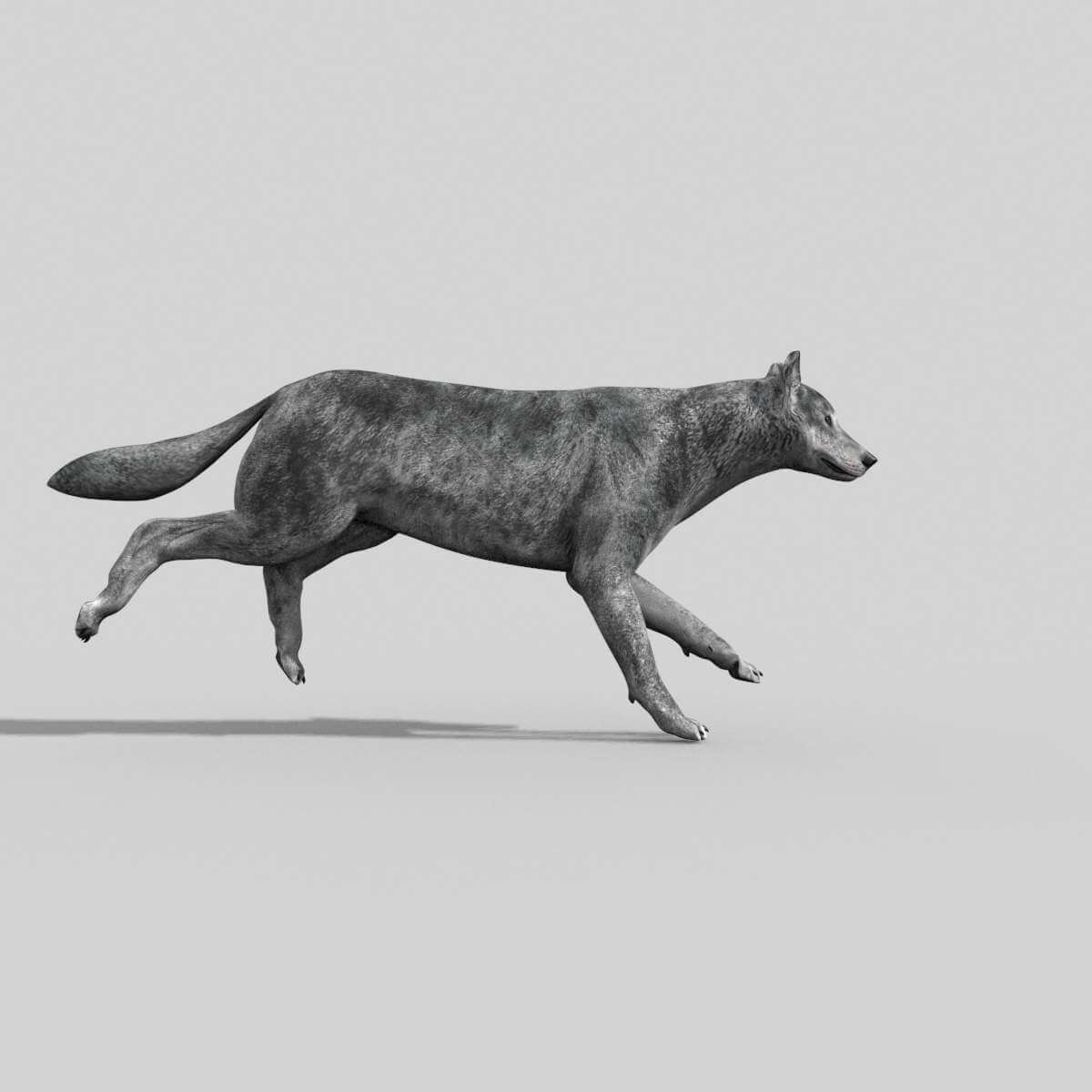 Wolfgang - 3D Model by Virtual creator