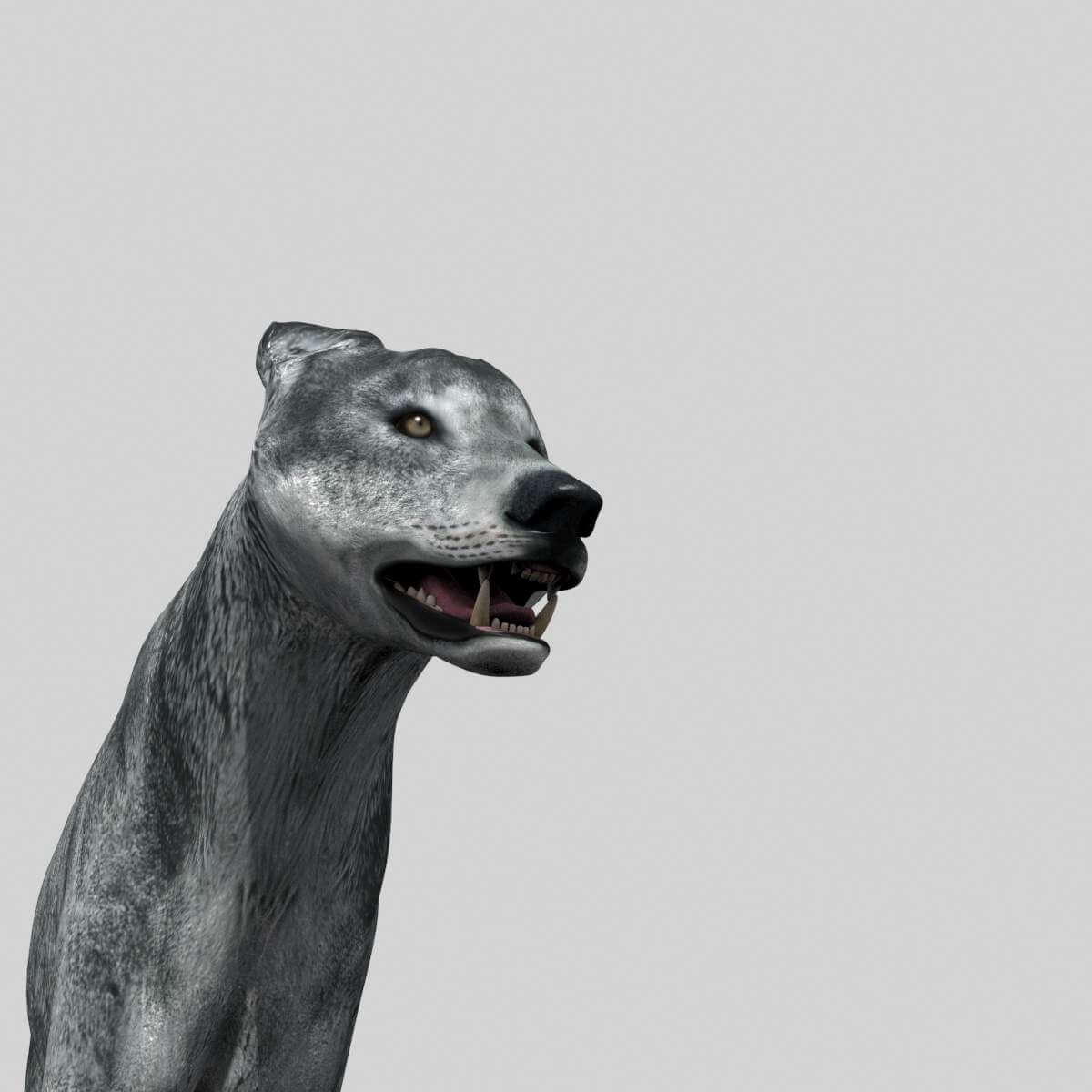 Wolfgang - 3D Model by Virtual creator