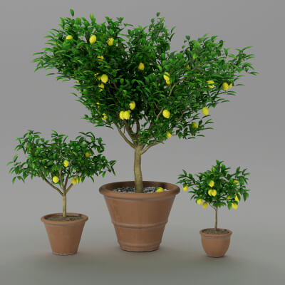 lemon tree in a pote - 3D Model by vital68
