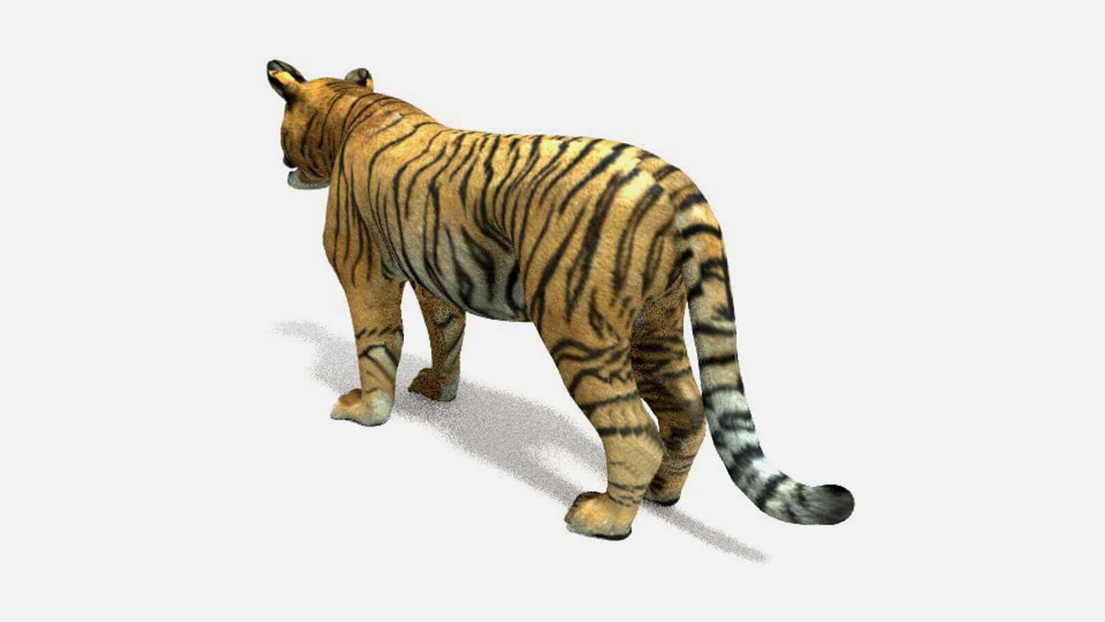 Tiger - 3D Model by vivekc