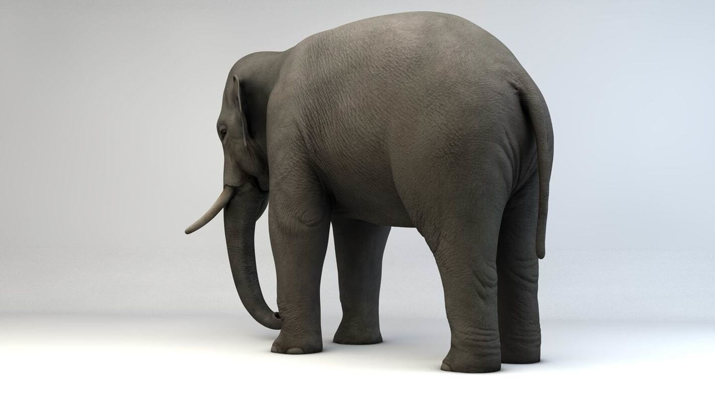 Asian Elephant - 3D Model by Viverna