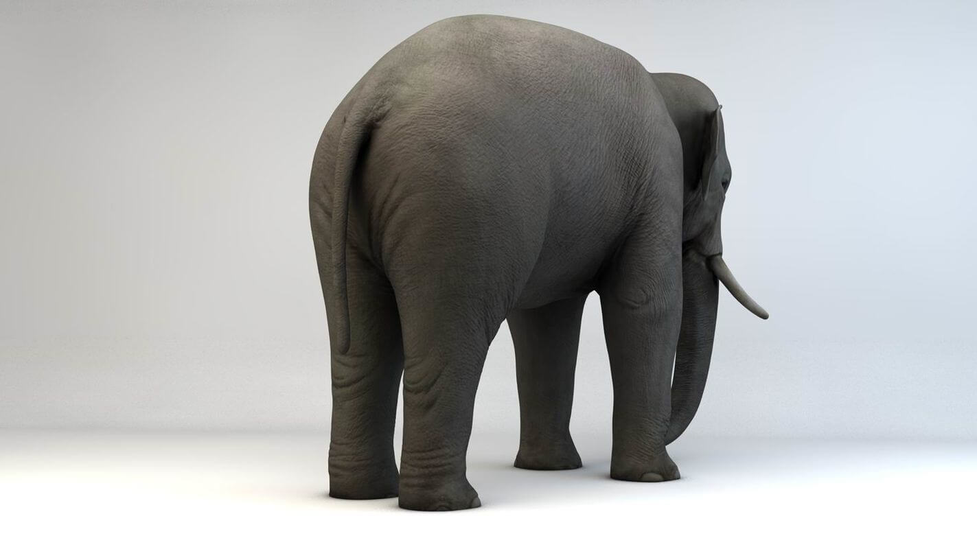 Asian Elephant - 3D Model by Viverna