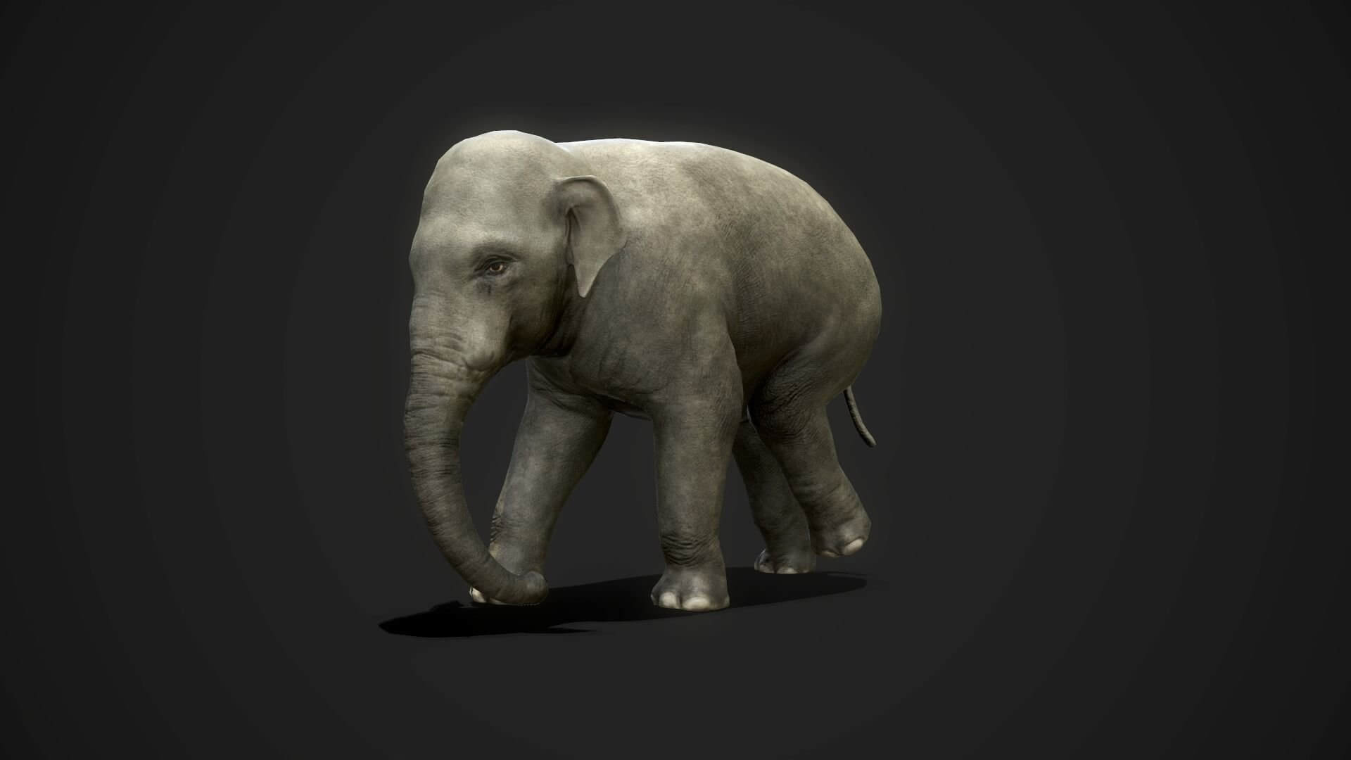 Asian Elephants - 3D Model by Viverna