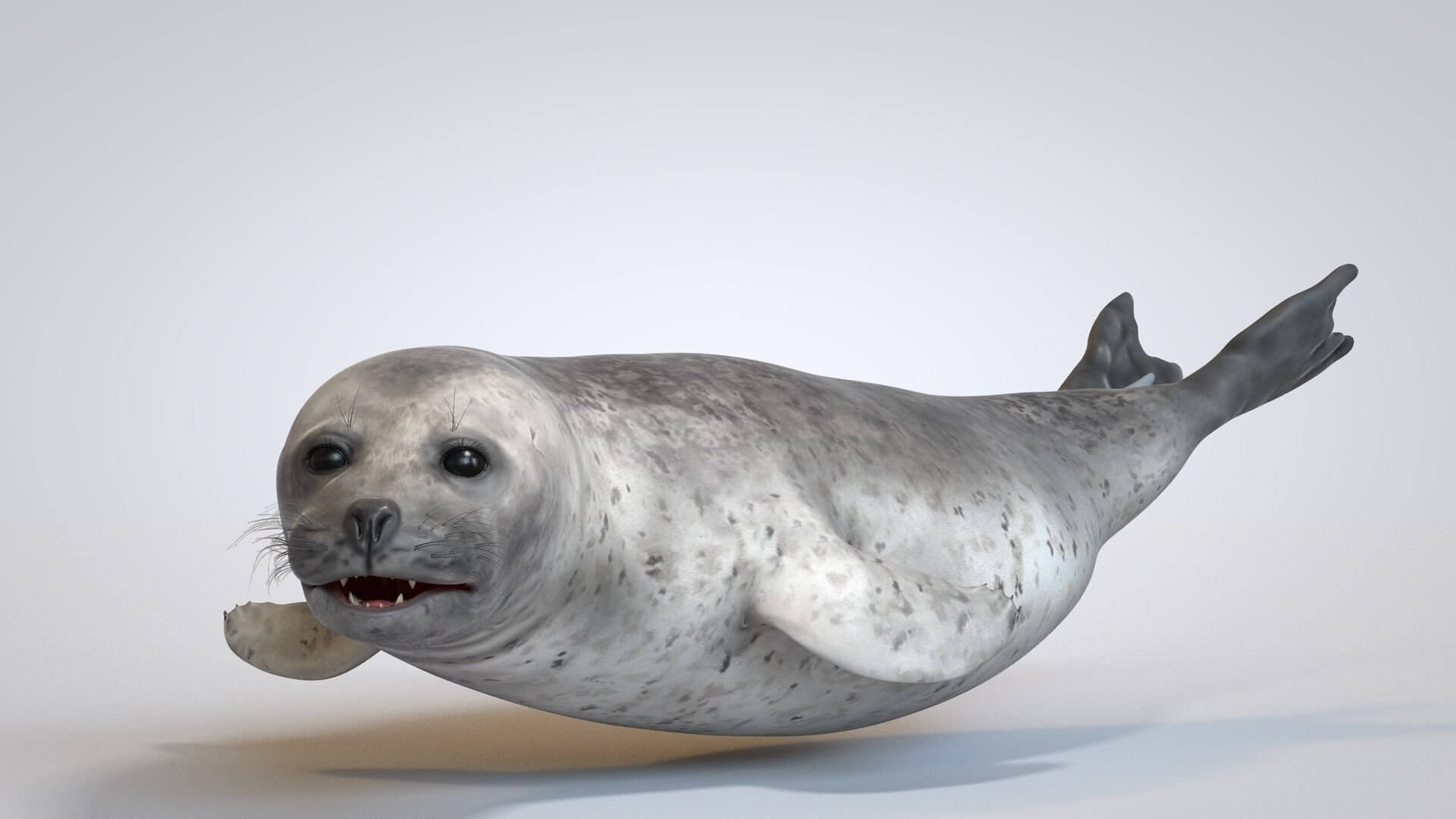 Common Seal - 3D Model by Viverna