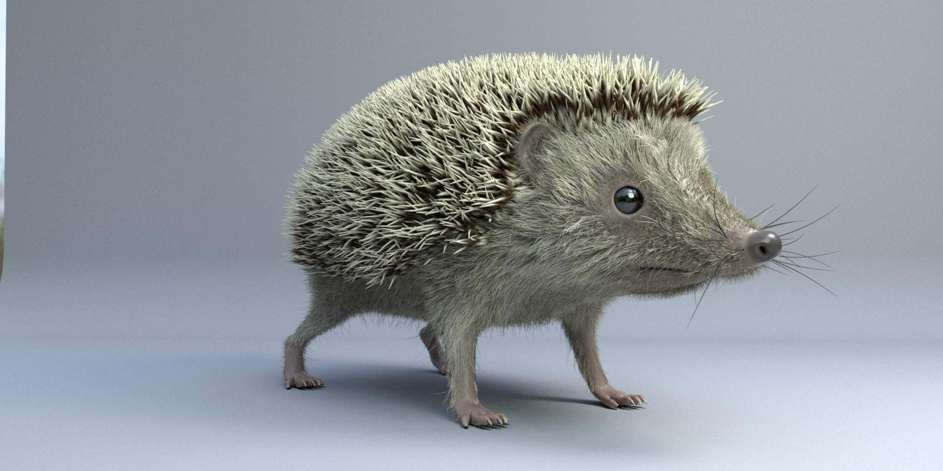 Hedgehog - 3D Model by Viverna