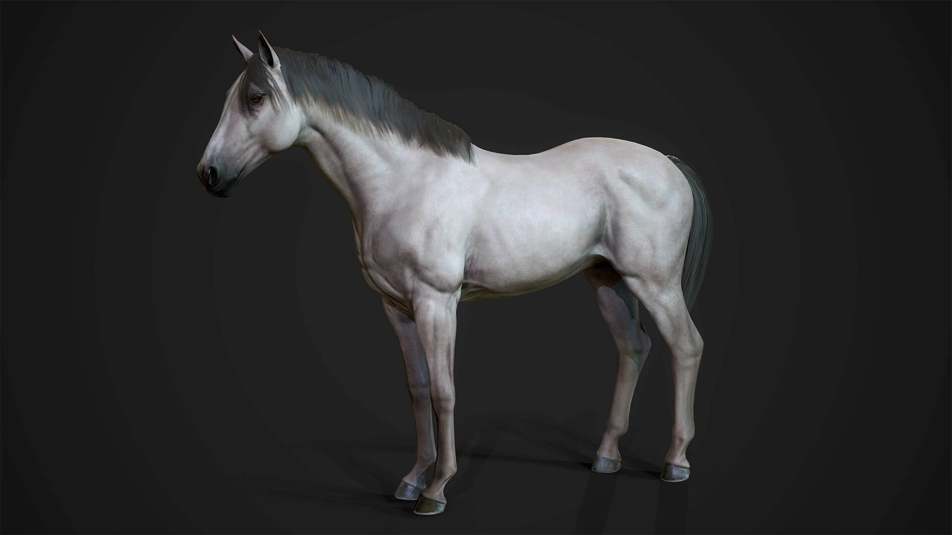 Stallion Horses - 3D Model by Viverna