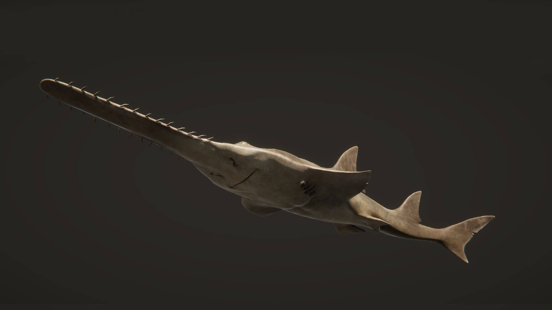 Sawfish - 3D Model by Viverna