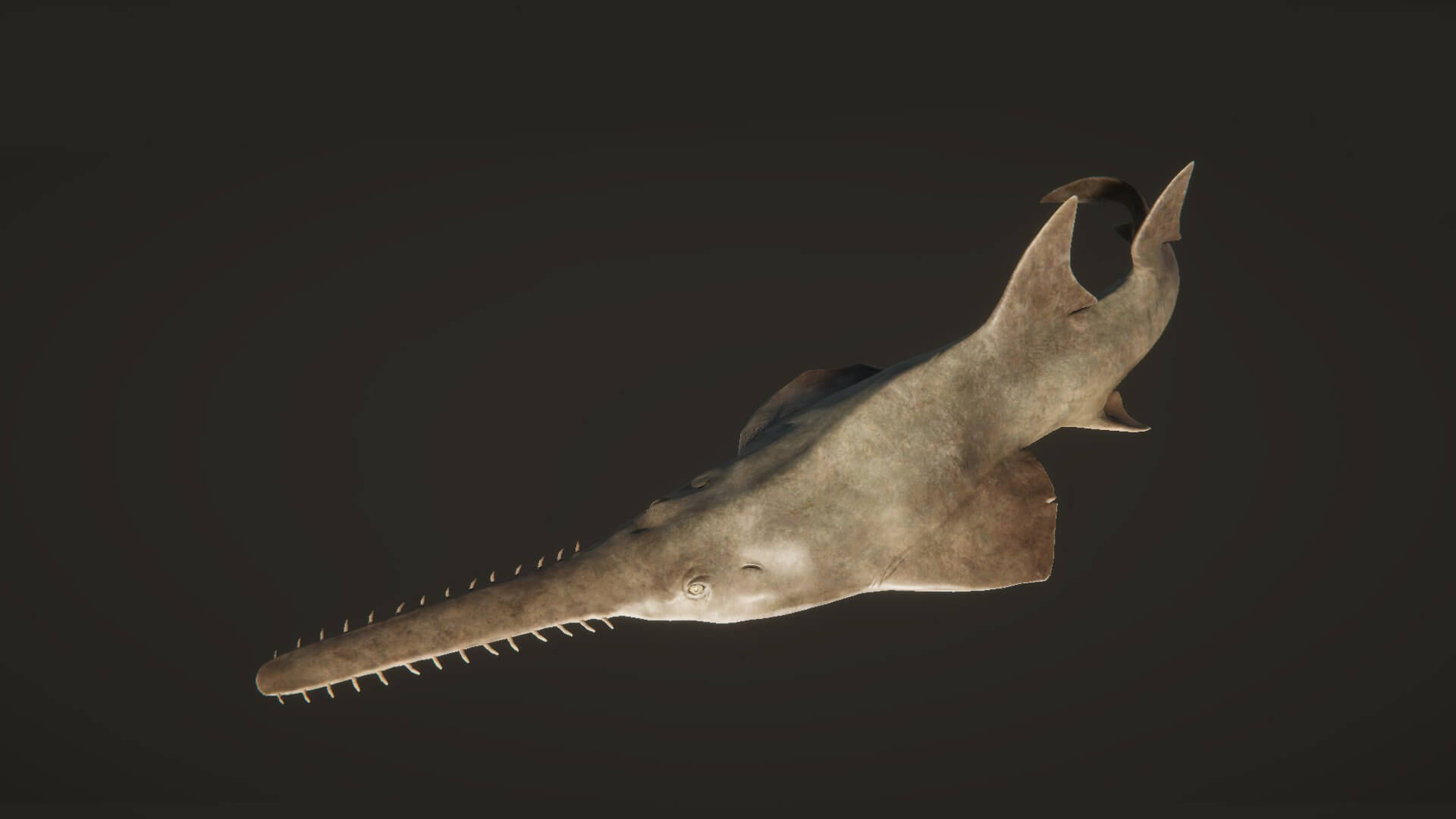 Sawfish - 3D Model by Viverna