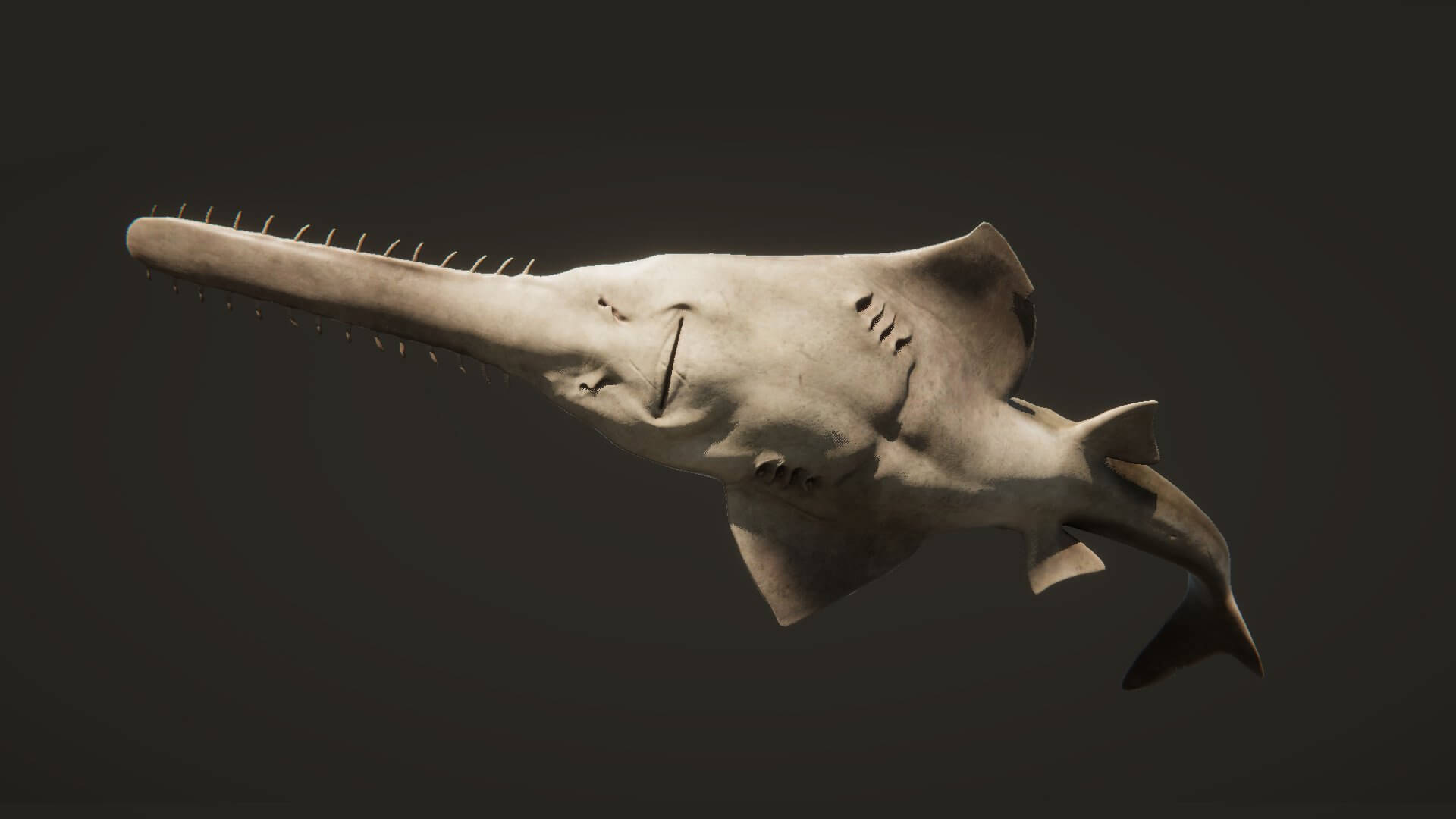 Sawfish - 3D Model by Viverna