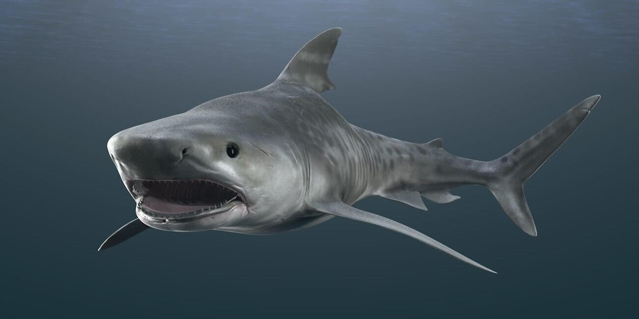 Tiger Shark - 3D Model by Viverna
