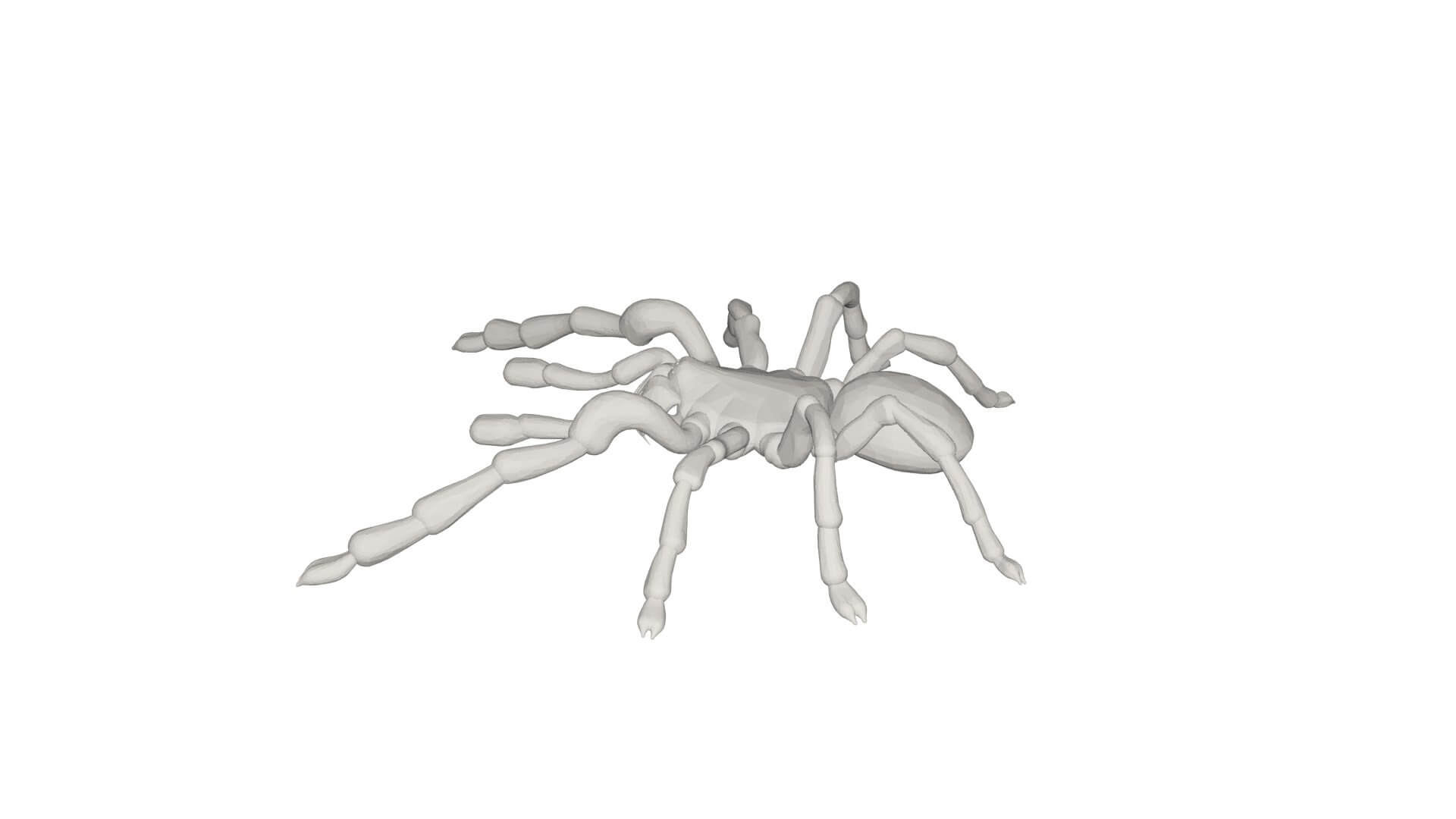 Tarantula - 3D Model by vlad25