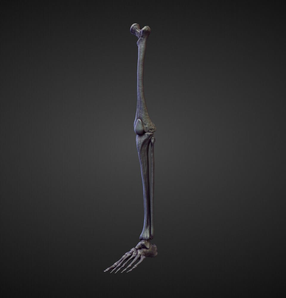 45 Legs High Poly Sculpts Pack - 3D Model by Voltima