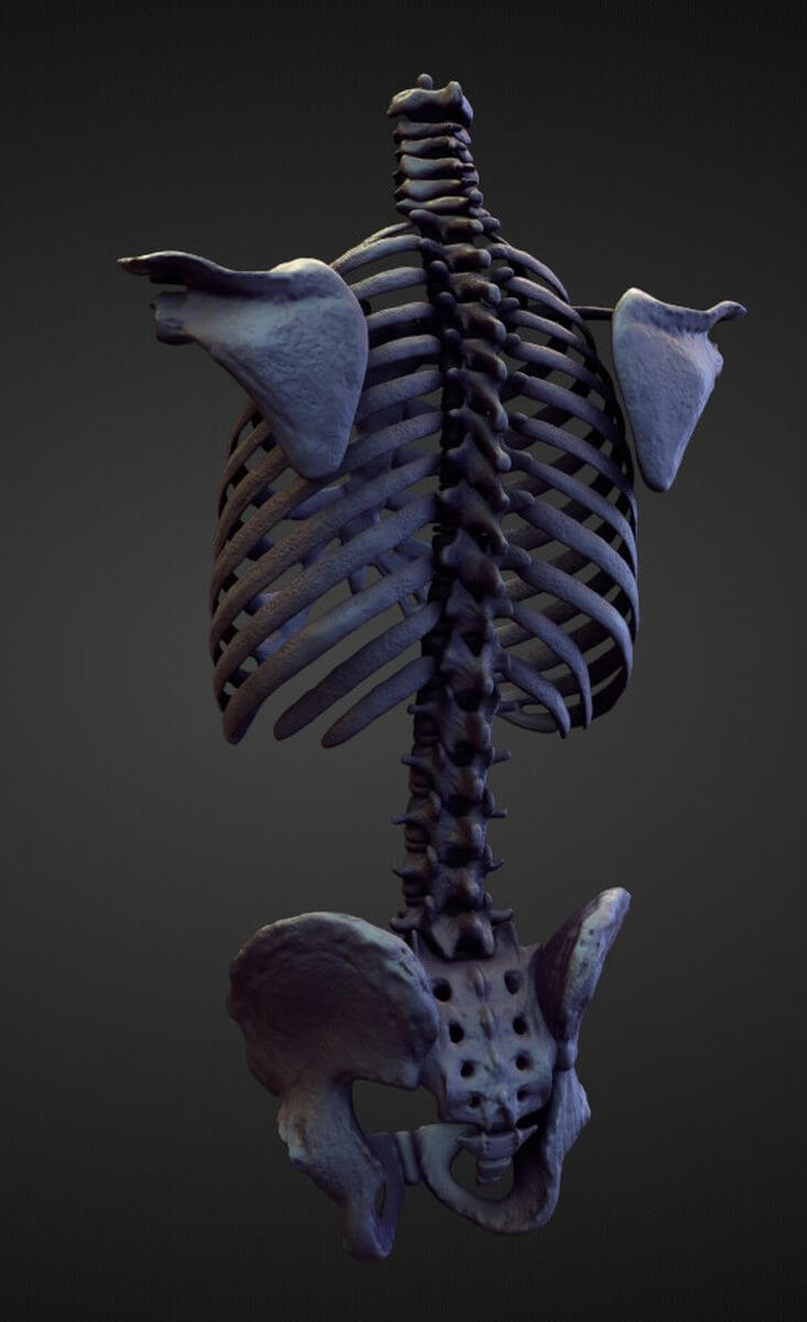 45 Torsos High Poly Sculpts Pack - 3D Model by Voltima