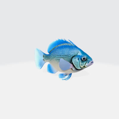 SimpleFish 2 - 3D Model by VoxelForge39