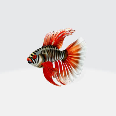 Zebrafish 34 - 3D Model by VoxelForge39