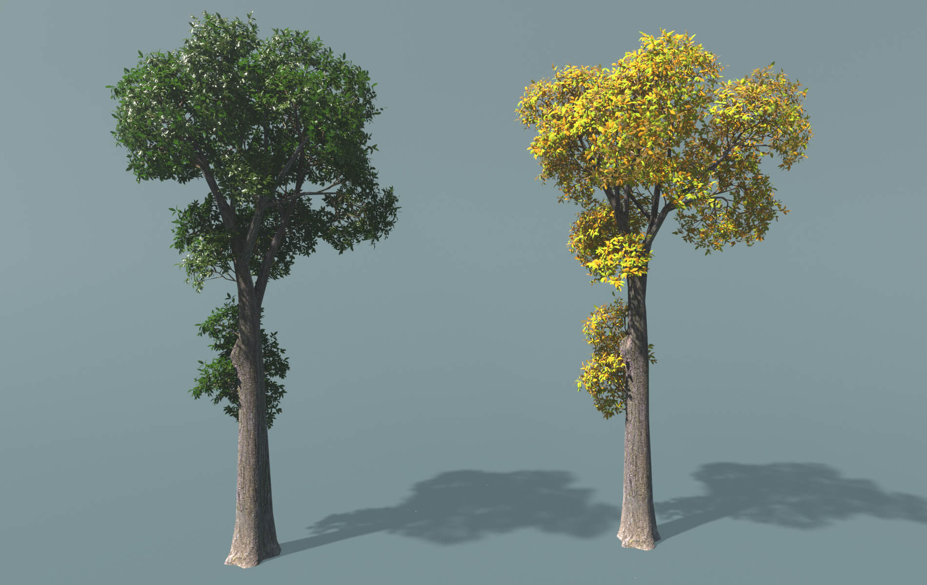 Summer and Autumn Tree Collection - 3D Model by vvoitec