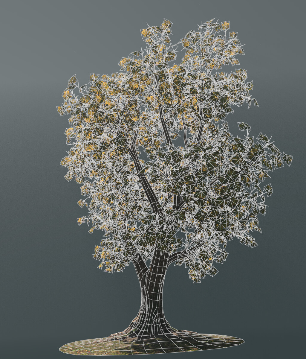 Summer and Autumn Tree - 3D Model by vvoitec