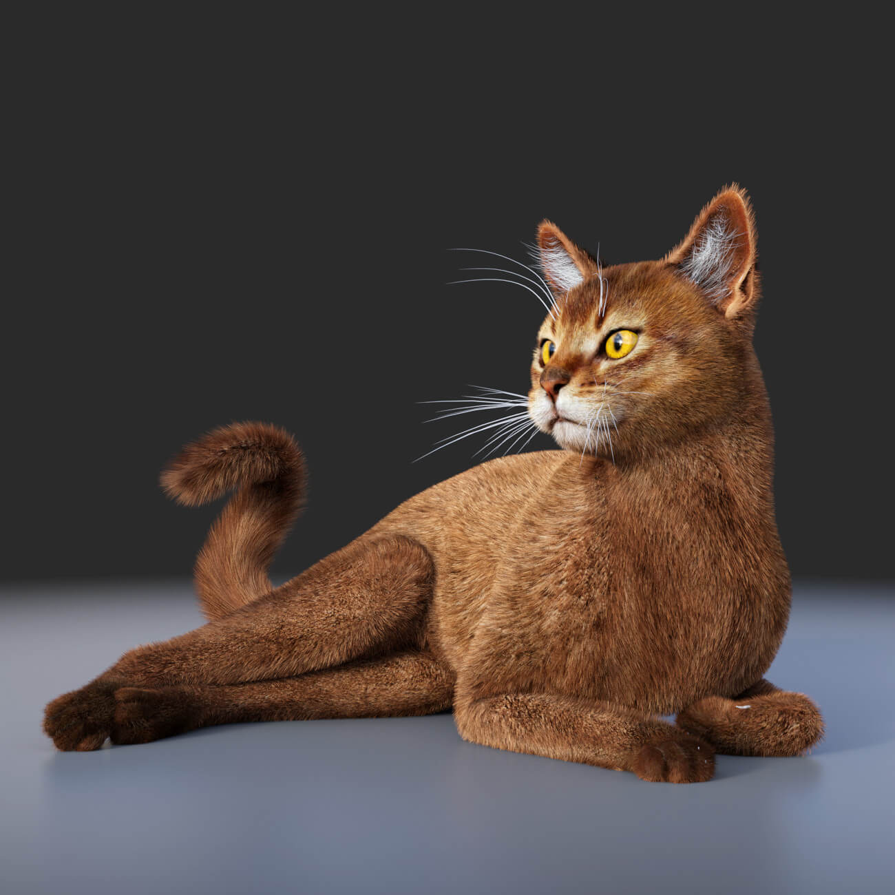 Abyssinian for Cat Mars - Daz Content by Vyusur