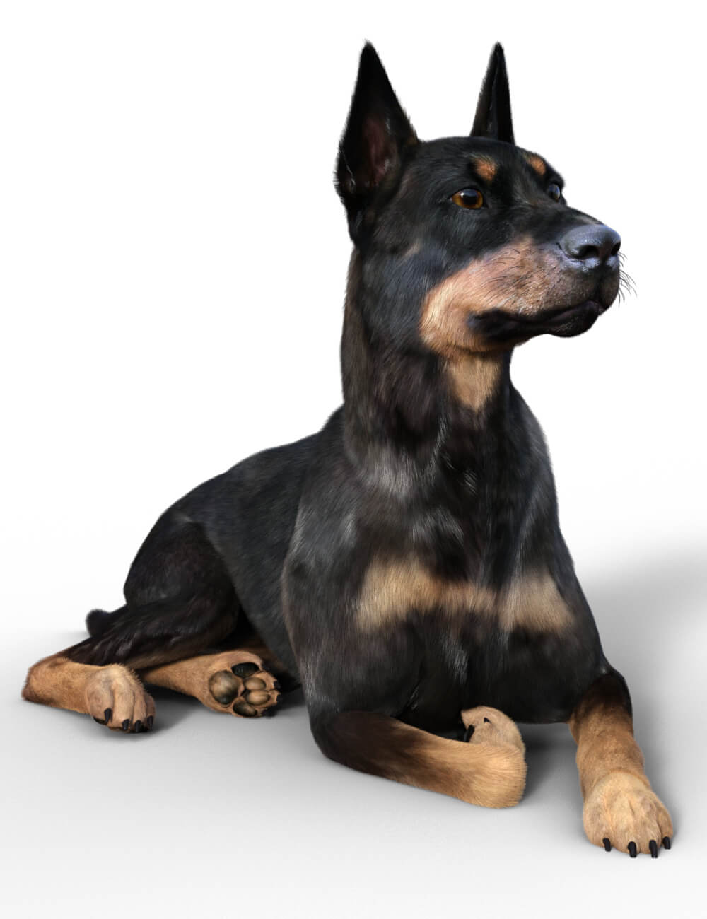 Doberman Standalone - Daz Content by Vyusur