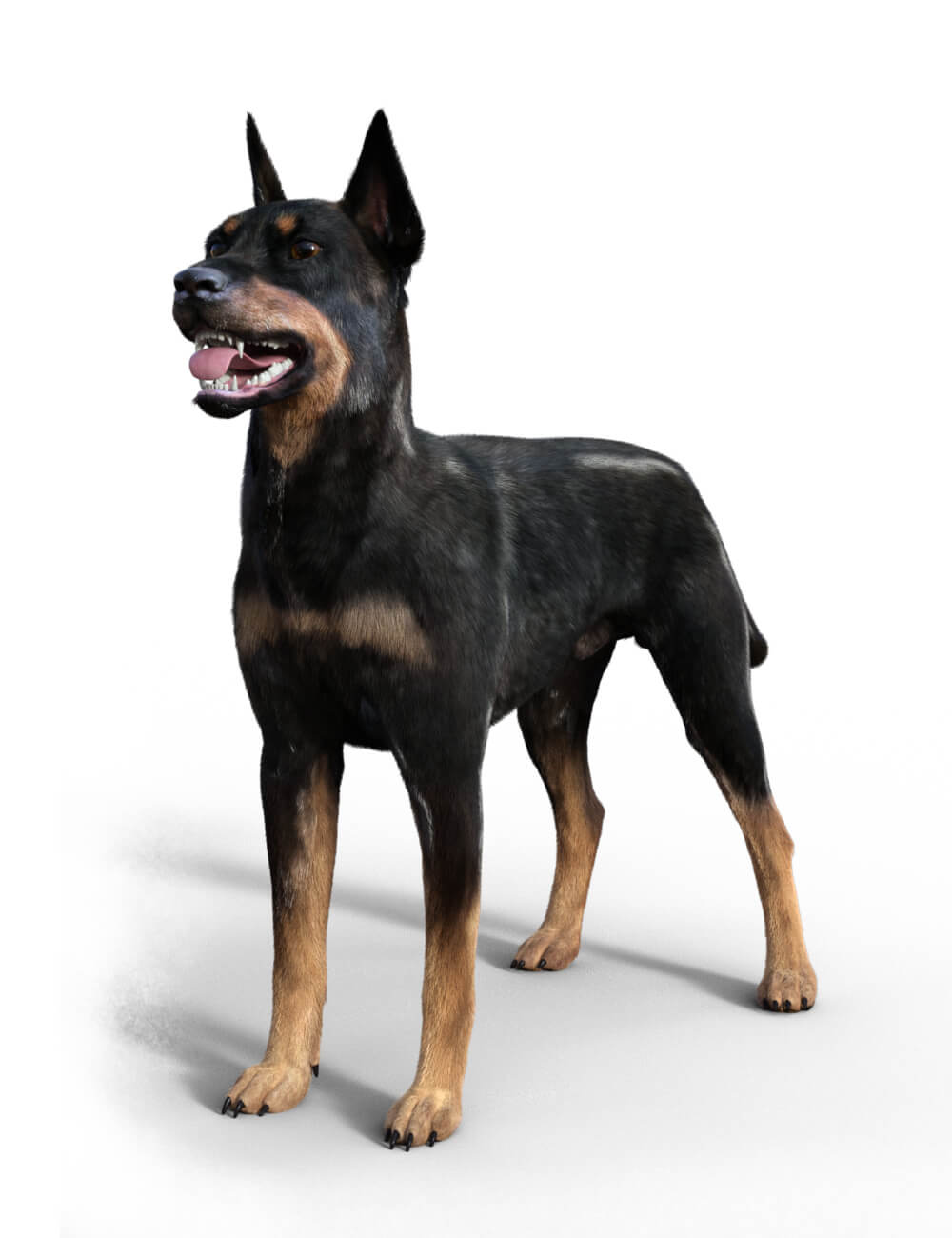 Doberman Standalone - Daz Content by Vyusur