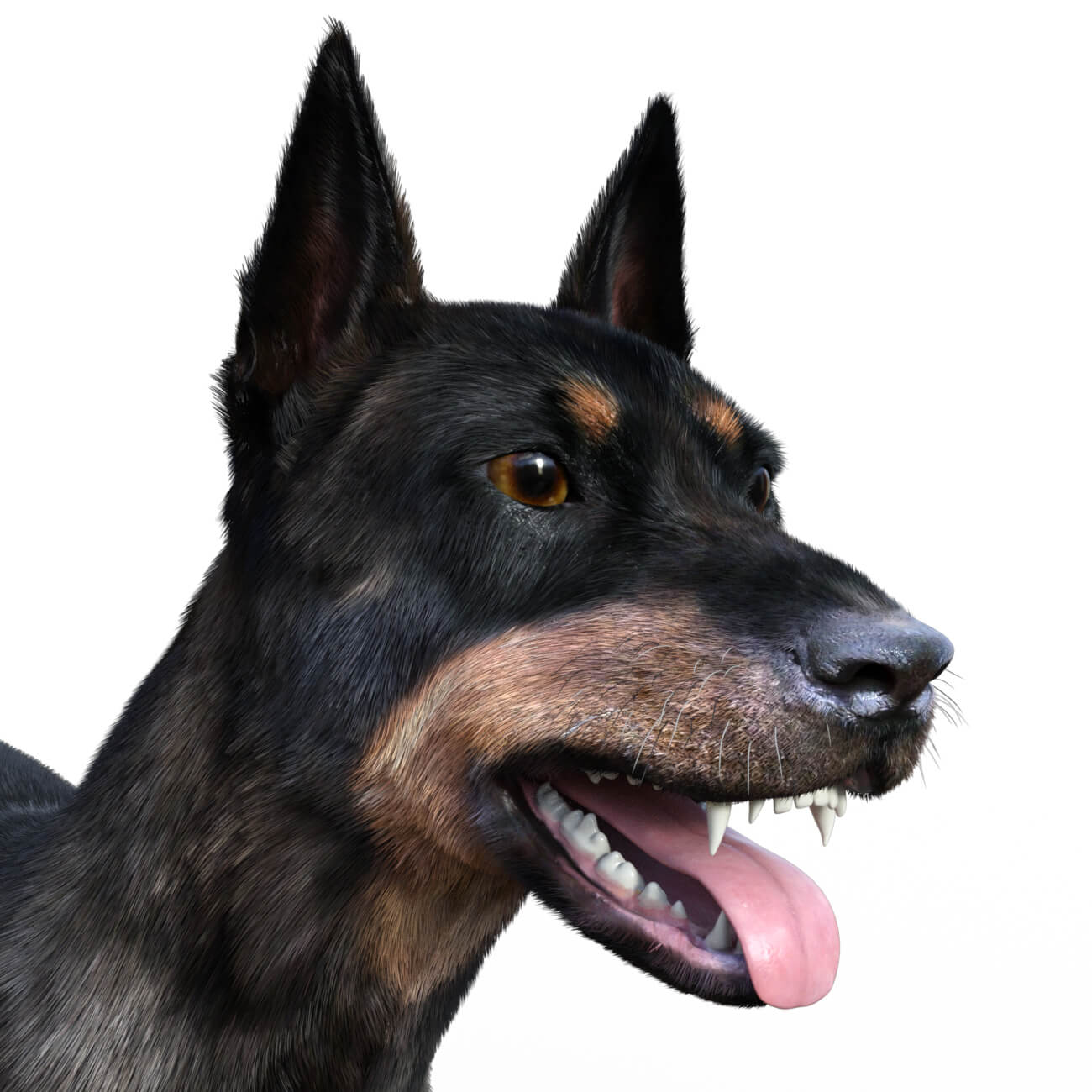 Doberman Standalone - Daz Content by Vyusur