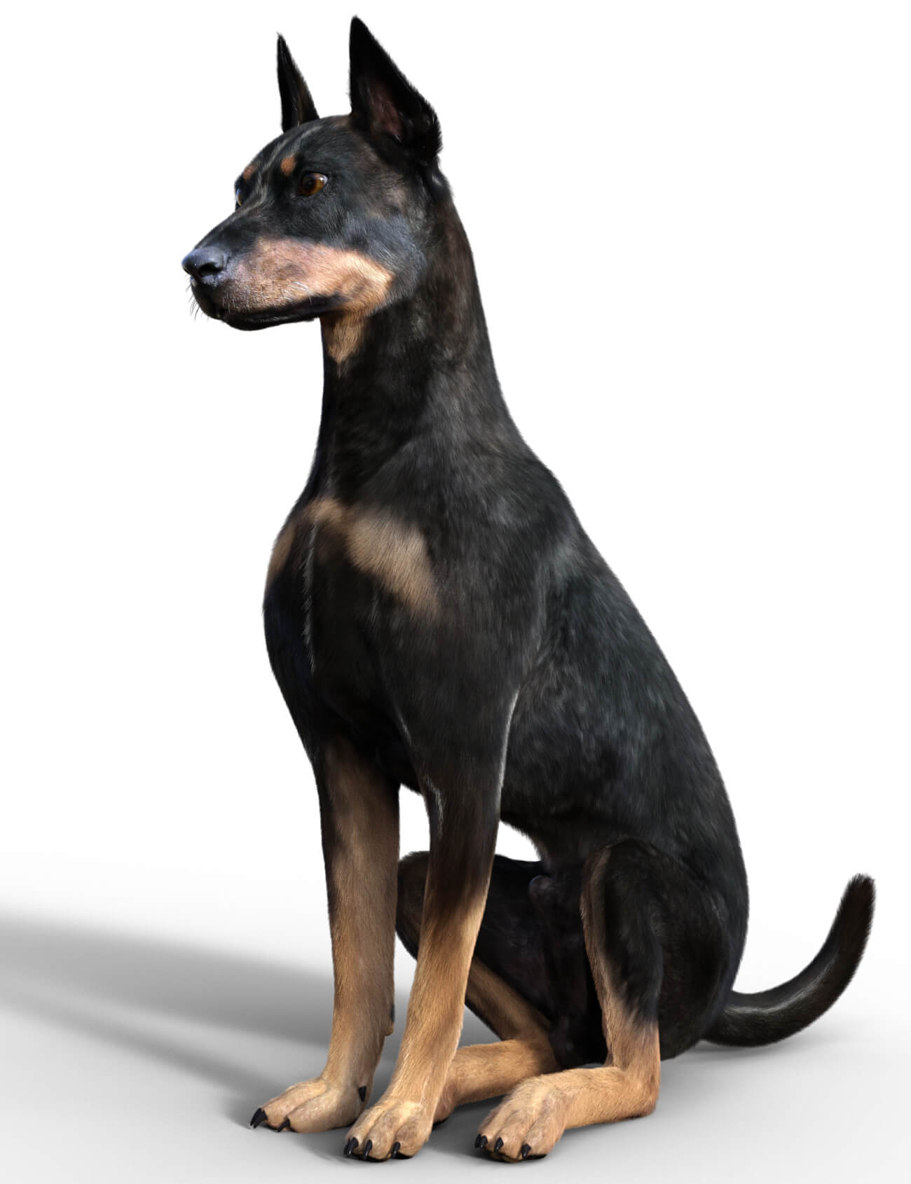 Doberman Standalone - Daz Content by Vyusur