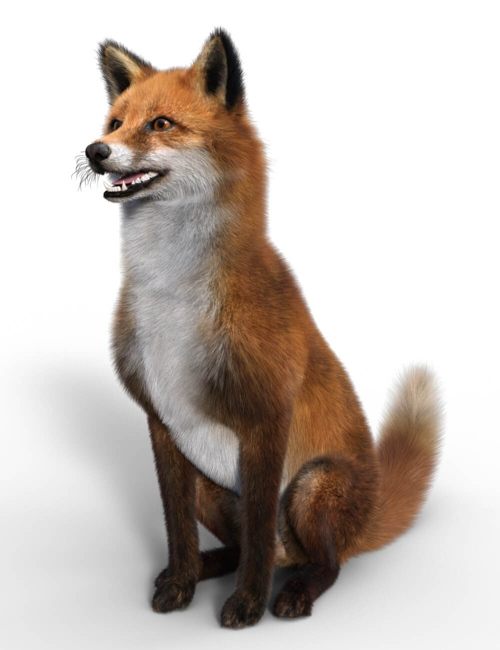 Fox for Dog Nubis - Daz Content by Vyusur