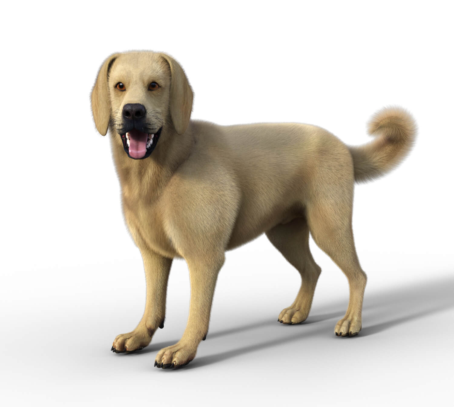 Labrador Original Figure for Daz Studio 3D Render by Vyusur