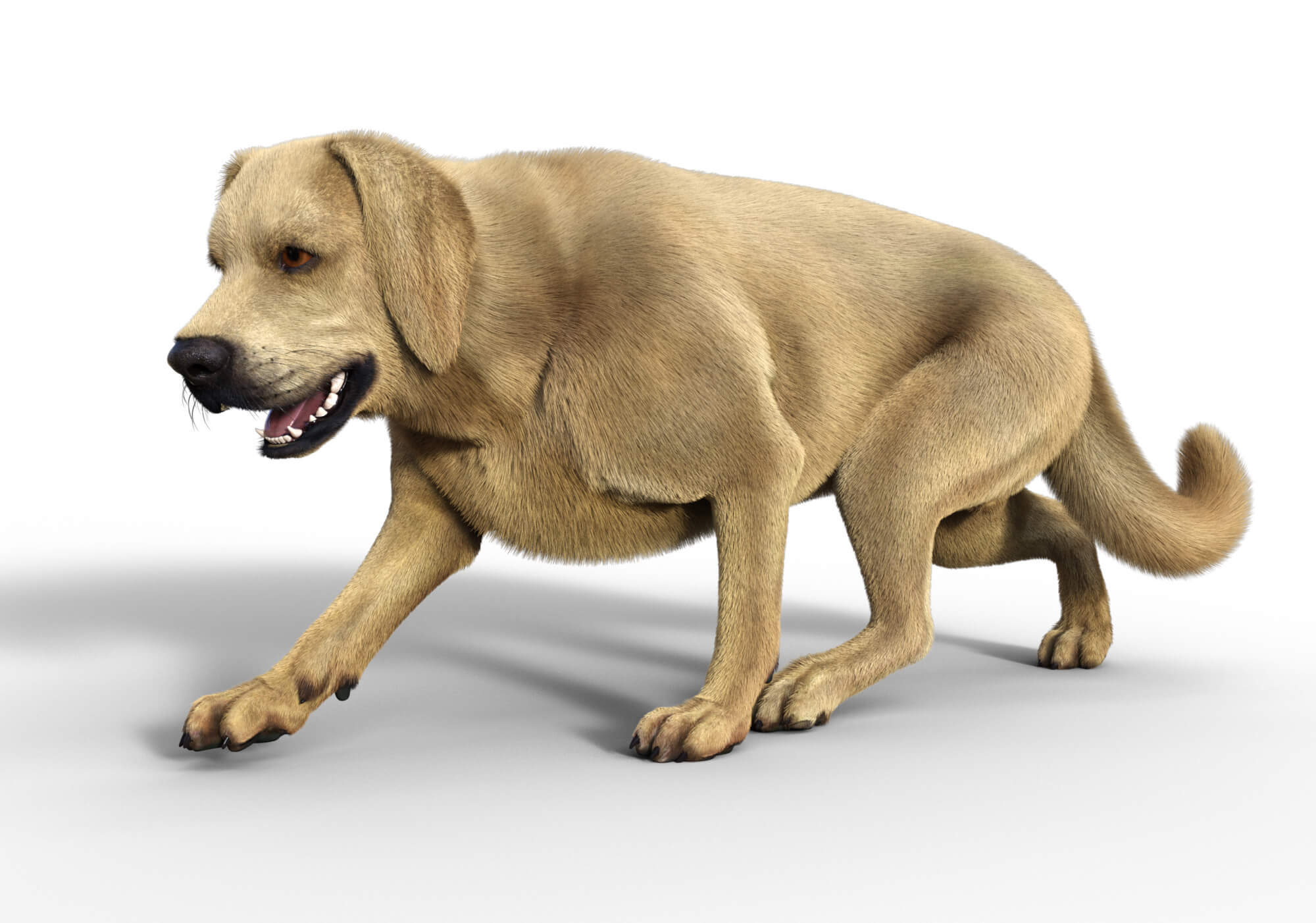 Labrador Original Figure for Daz Studio 3D Render by Vyusur