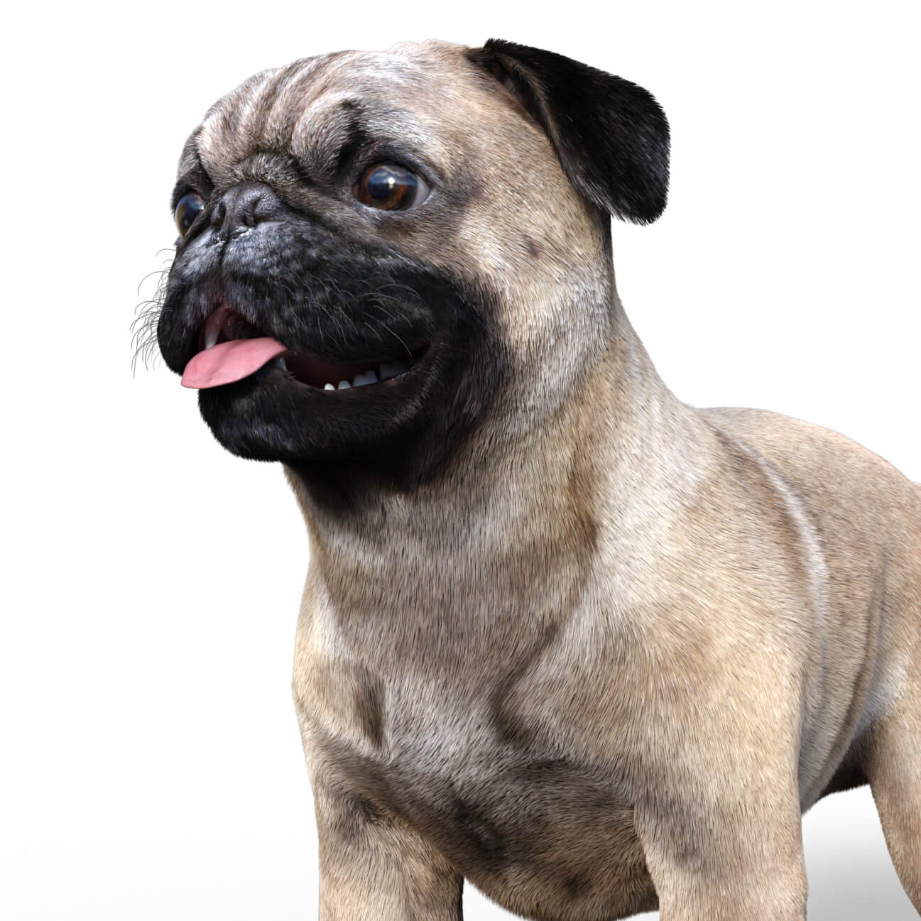 Puggy for DAZ Studio by Vyusur