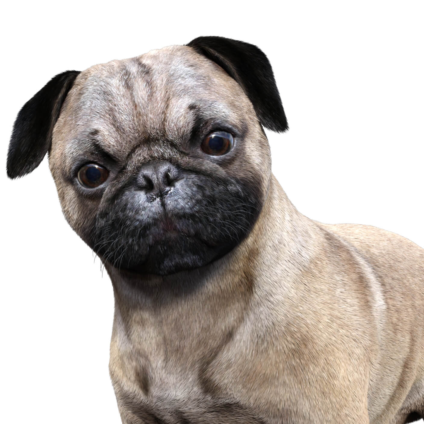 Puggy for DAZ Studio by Vyusur