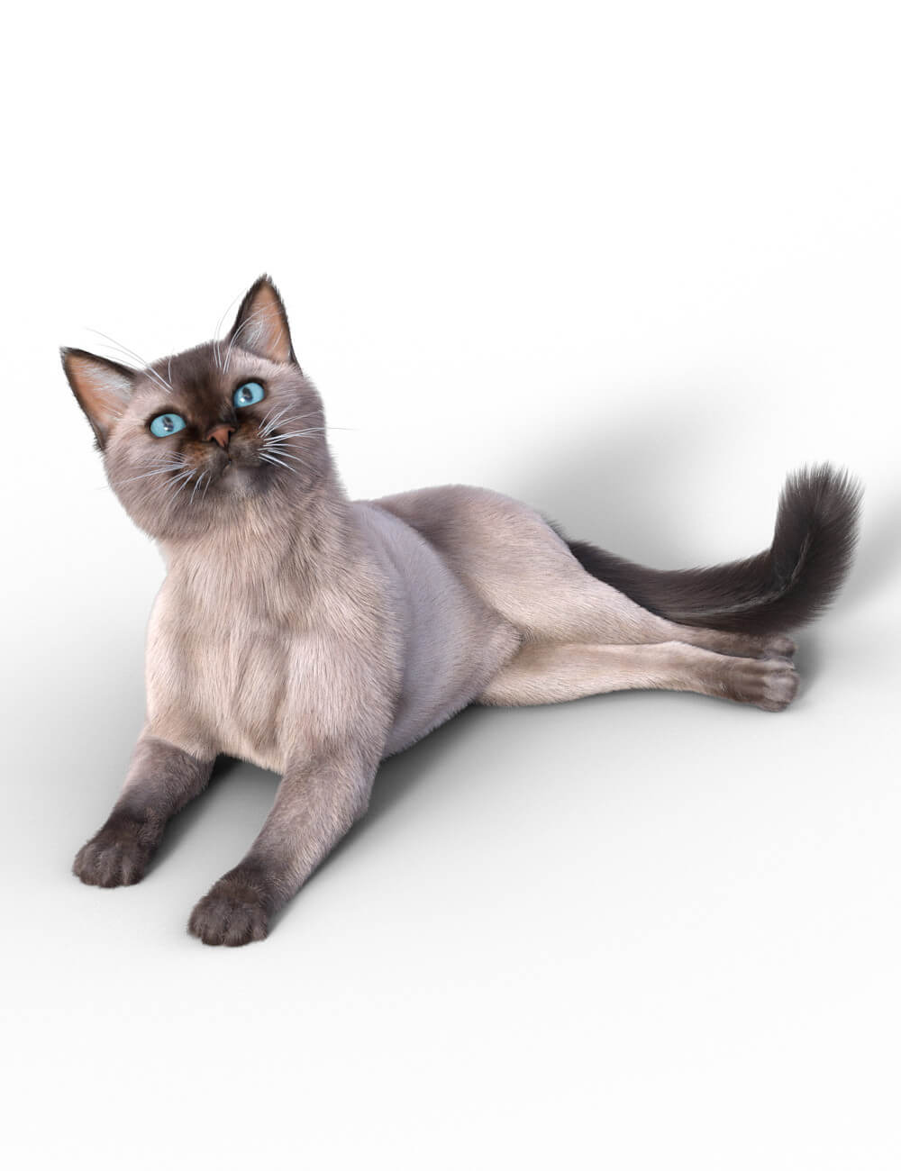 Siamese for Cat Zeus - Daz Content by Vyusur