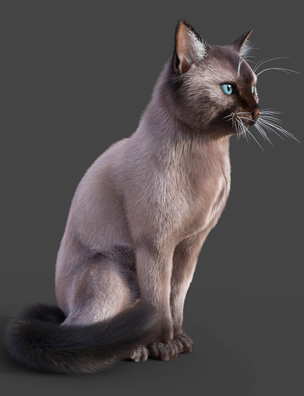 Siamese for Cat Zeus - Daz Content by Vyusur