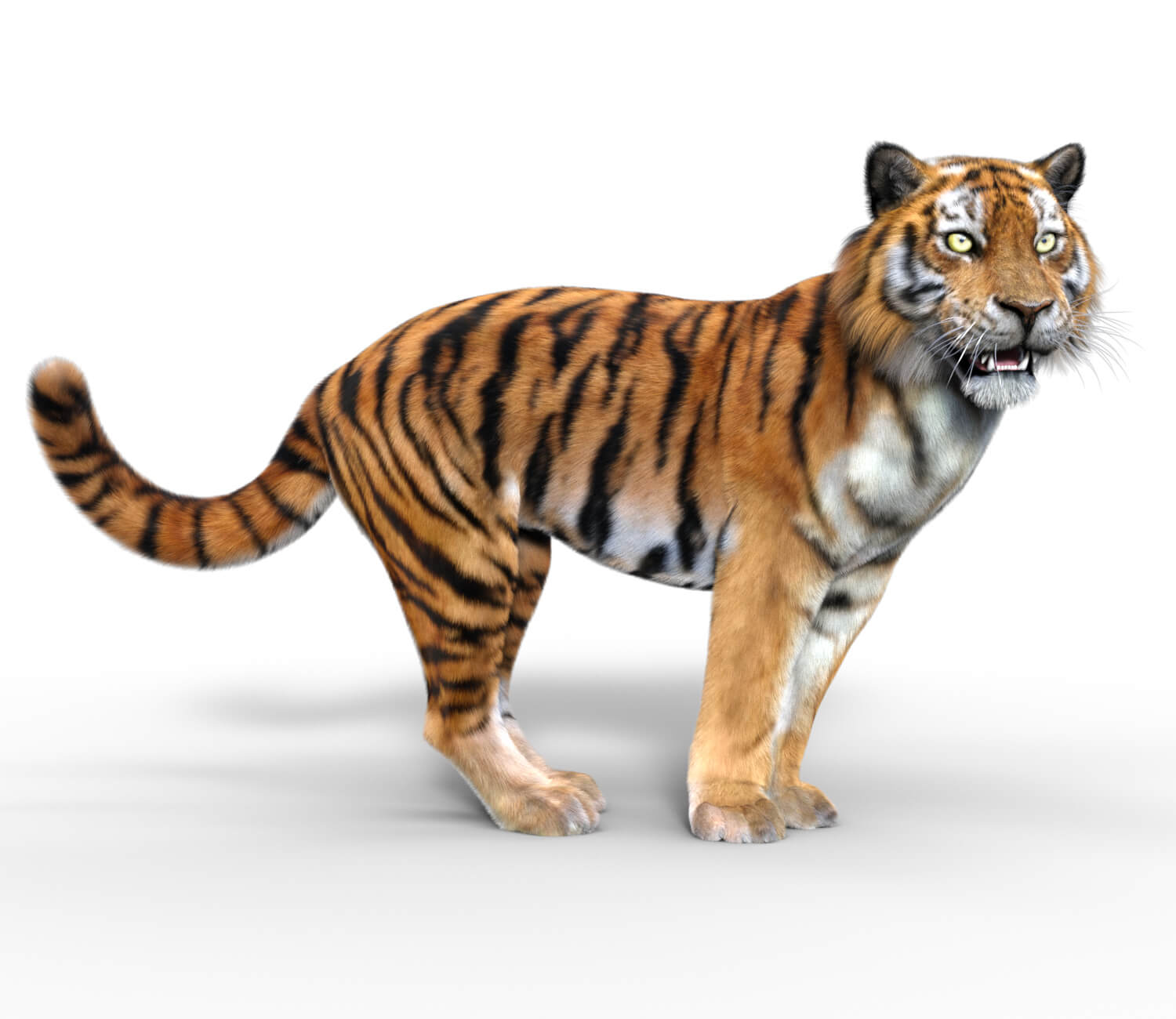 Strand-Based Velvet Hair for Tom Tiger Free Daz Content by Vyusur